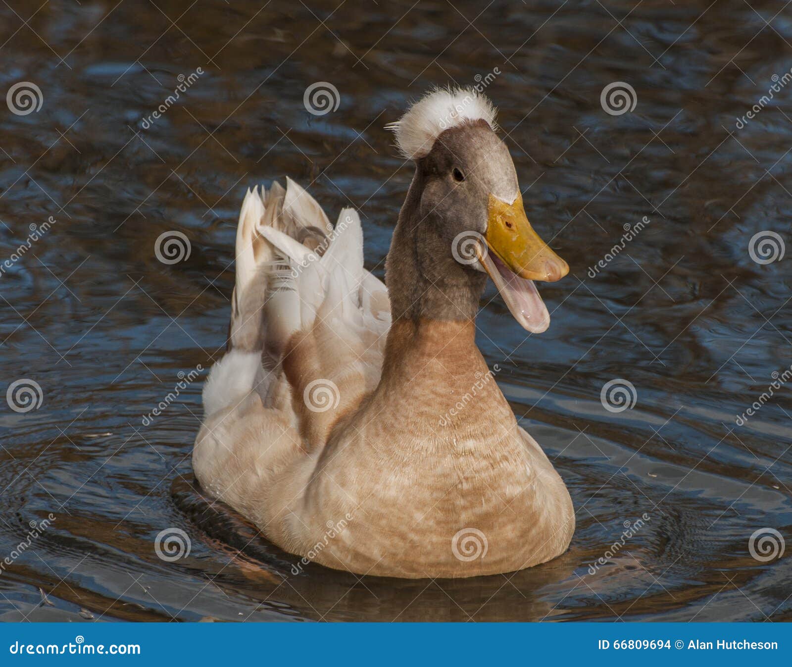 Kuif Eend stock foto. Image of vogel, eend, domein, lach - 66809694
