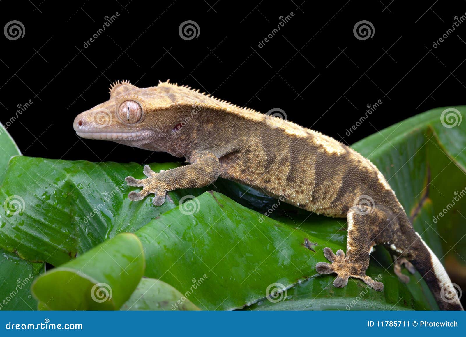 Kuif Gekko stock afbeelding. Image of reptiel, macro - 11785711