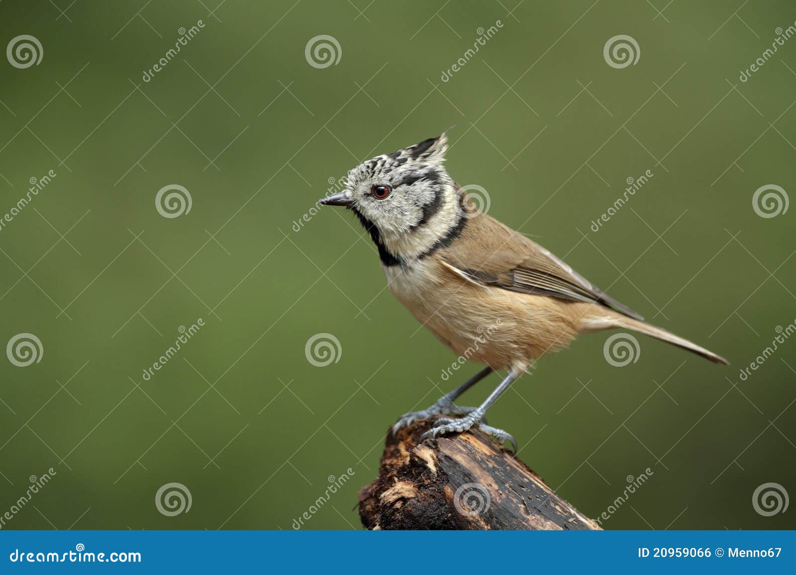 Kuif Mees stock foto. Image of kleurrijk, leven, zangvogel - 20959066