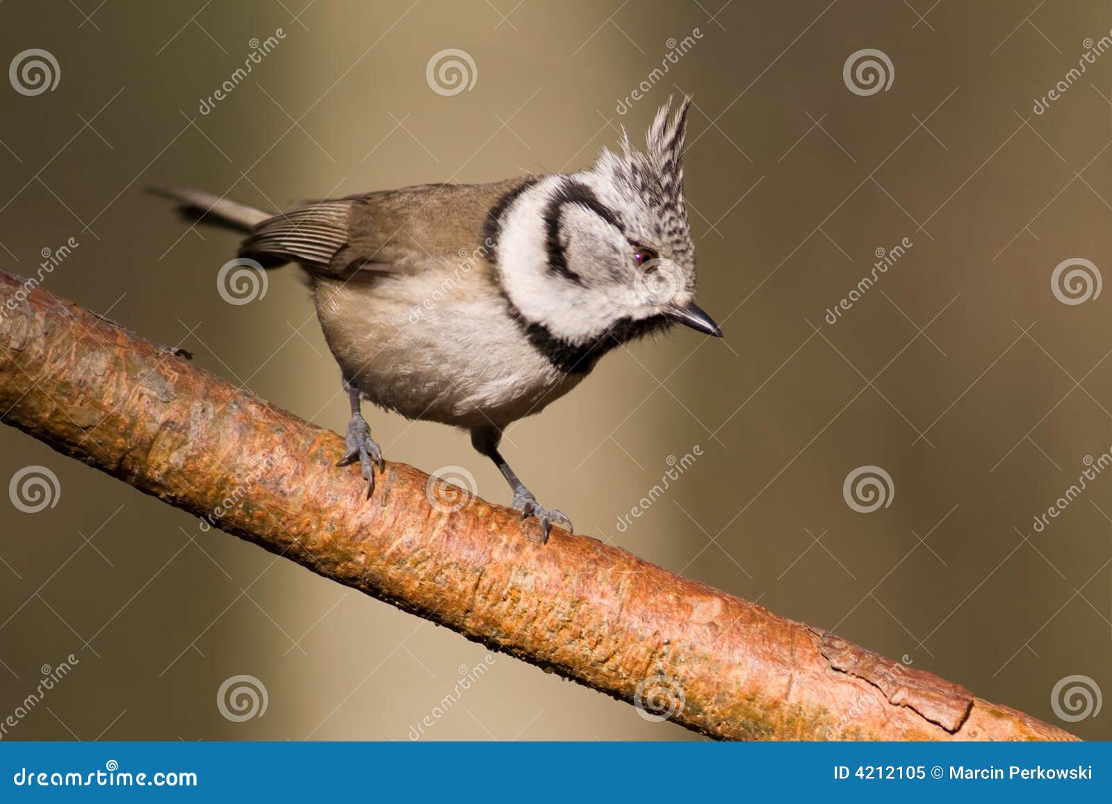 Kuif Mees (cristatus Parus) Stock Afbeelding - Image of leven, kuif ...