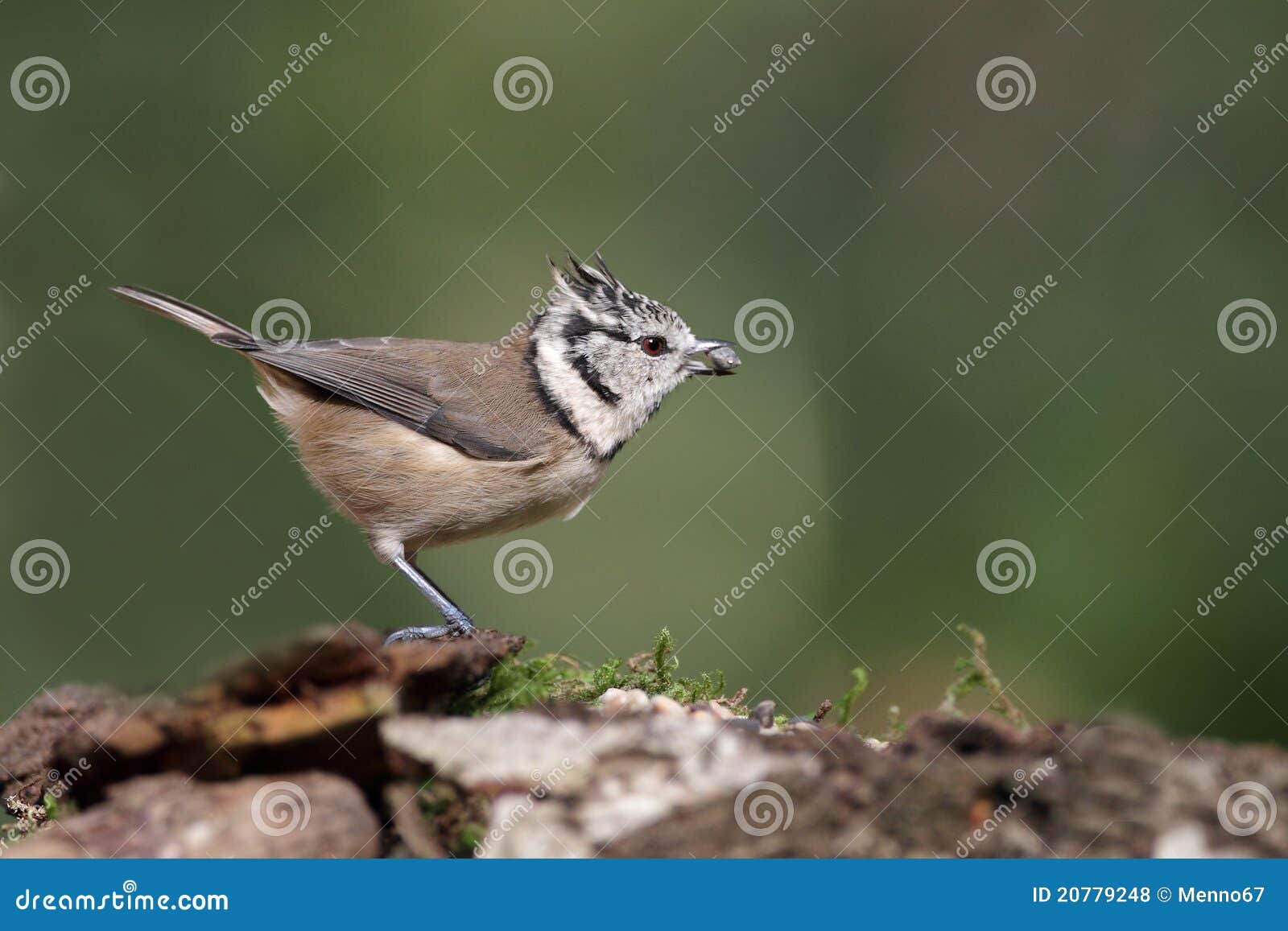 Kuif mees, Lophophanes stock foto. Image of bevederd - 20779248