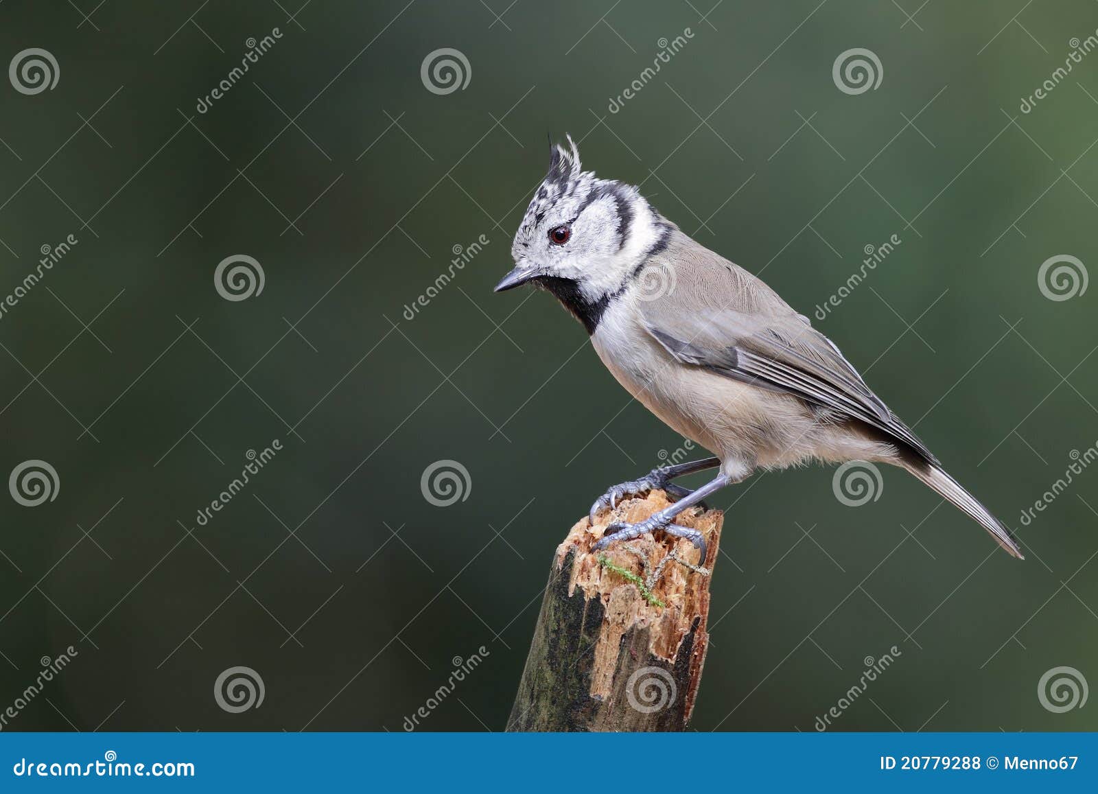 Kuif mees, Lophophanes stock foto. Image of gevleugeld - 20779288