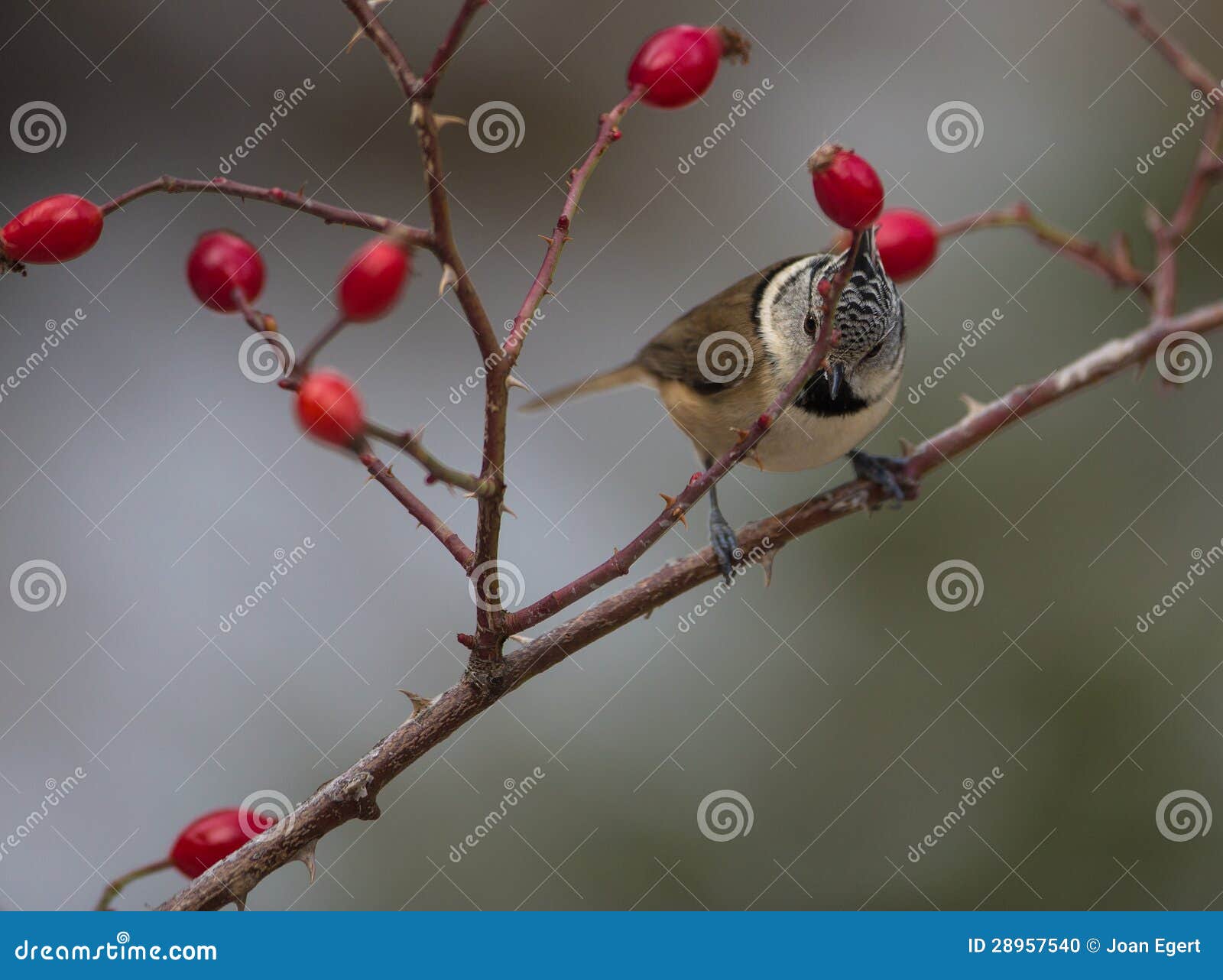Kuif Mees Met Rode Vruchten Stock Foto - Image of dier, neergestreken ...