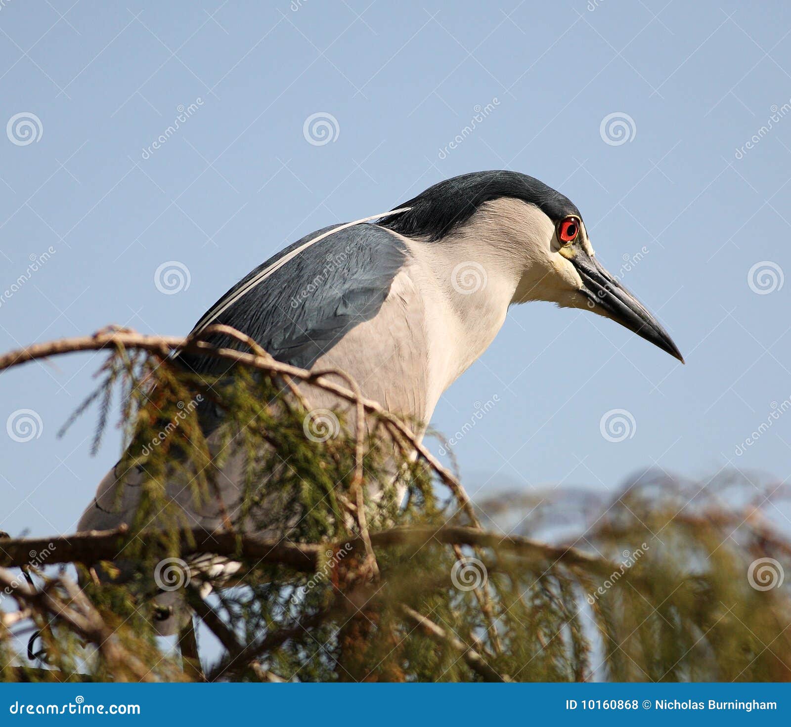 Kuif Reiger stock foto. Image of wachten, kant, neergestreken - 10160868