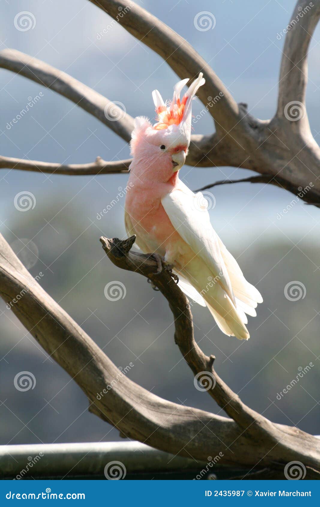 Kuif roze papegaai stock afbeelding. Image of blauw, meester - 2435987