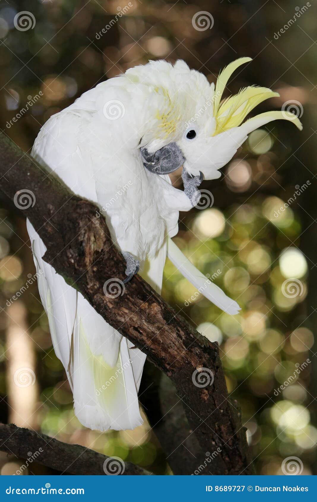 Kuif Vogel Cookatoo stock afbeelding. Image of tropisch - 8689727