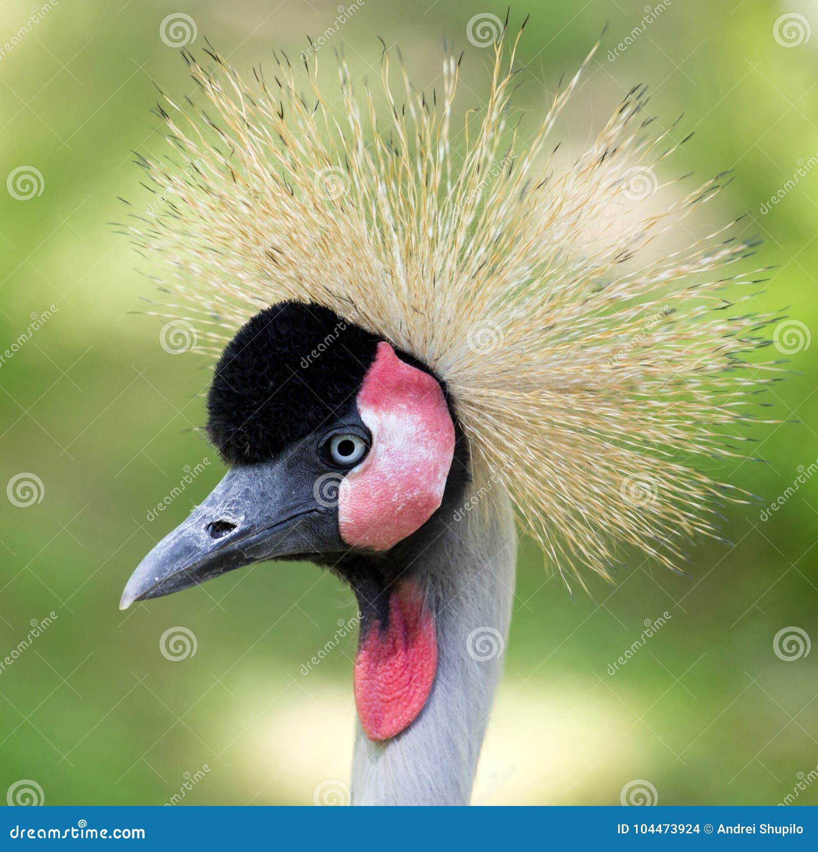 Kuif vogel Portret stock foto. Image of ornithologie - 104473924