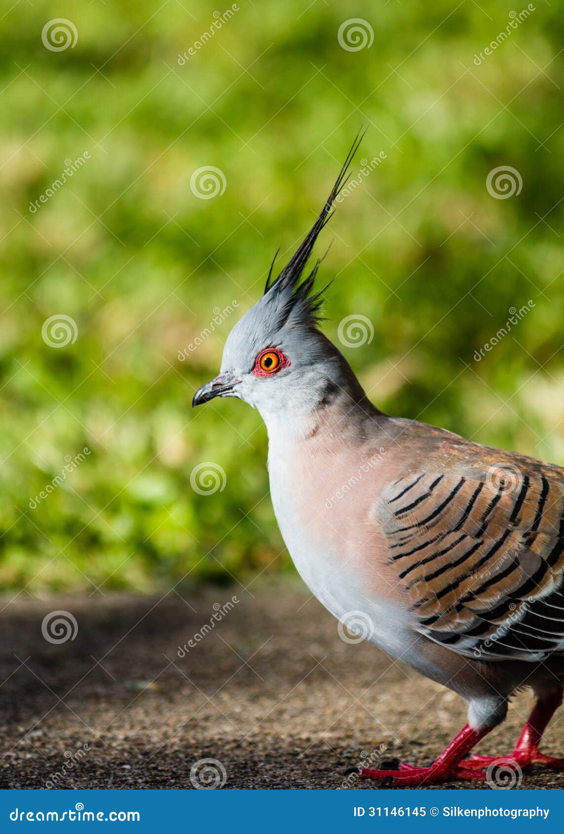 Kuifduif stock afbeelding. Image of kuif, tuin, gras - 31146145