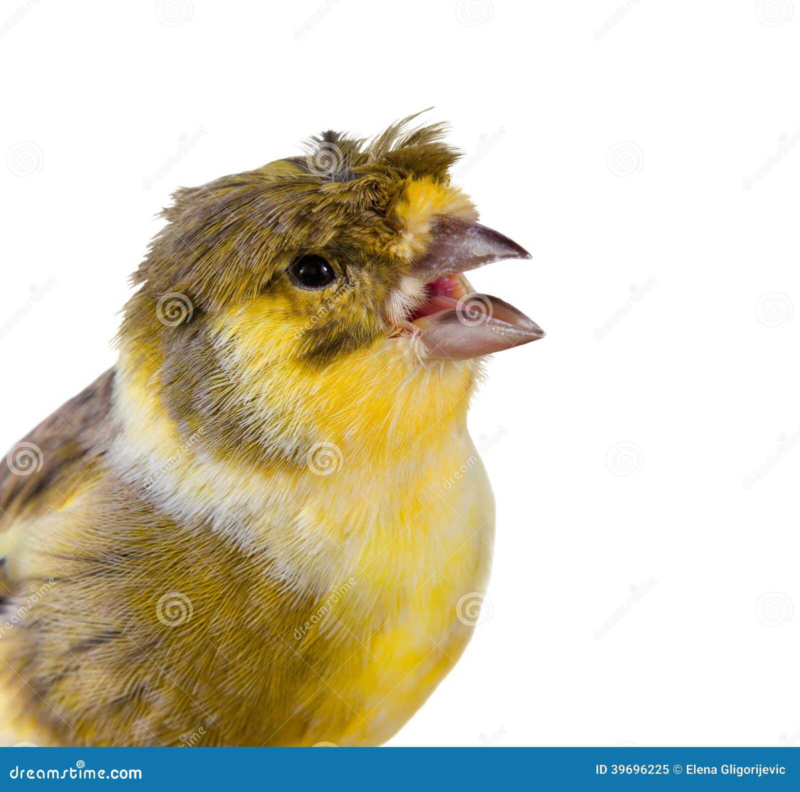 Kuifkanarievogel stock afbeelding. Afbeelding bestaande uit kanarie ...