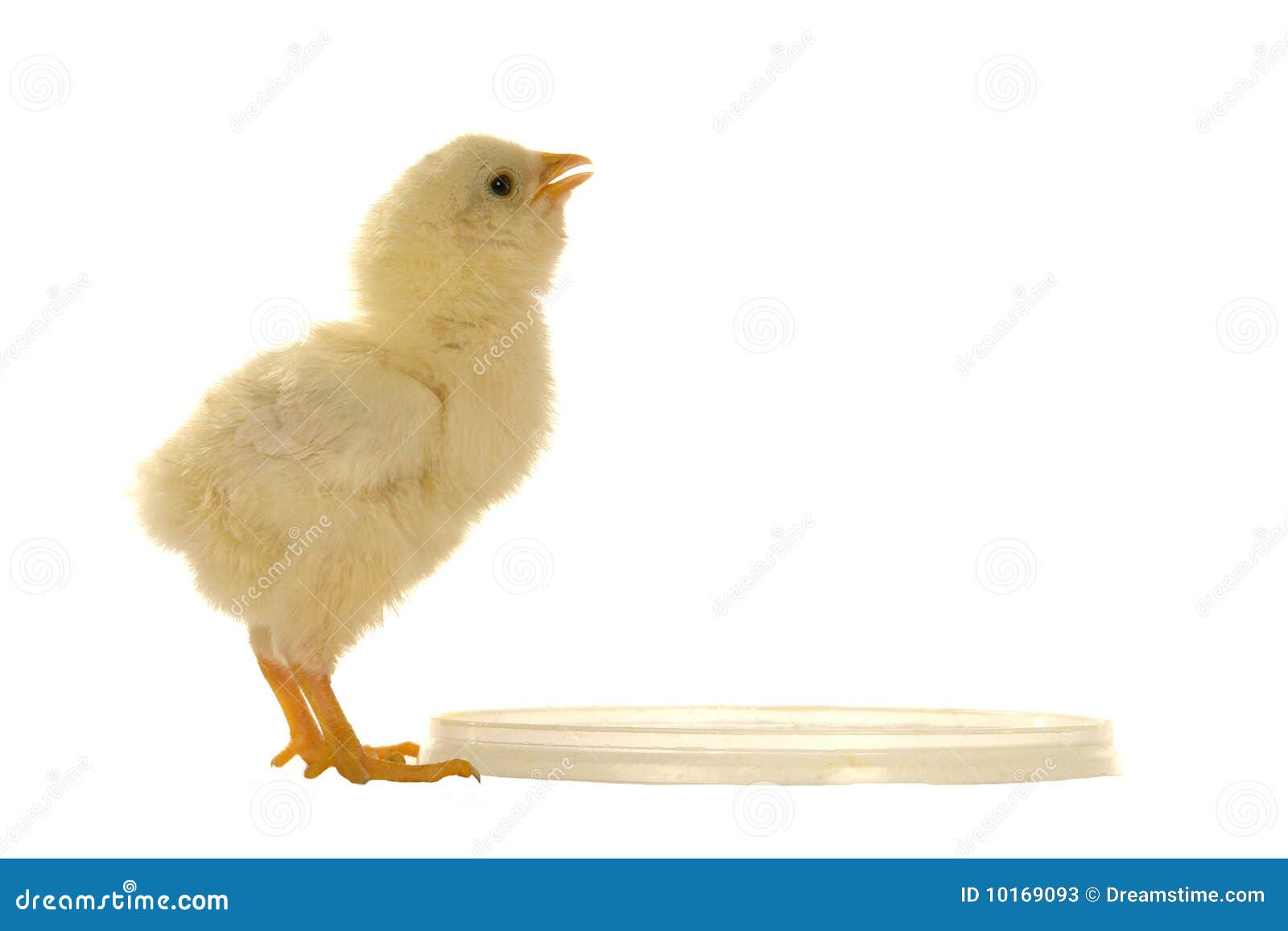 Kuiken stock afbeelding. Image of groei, jong, kuiken - 10169093