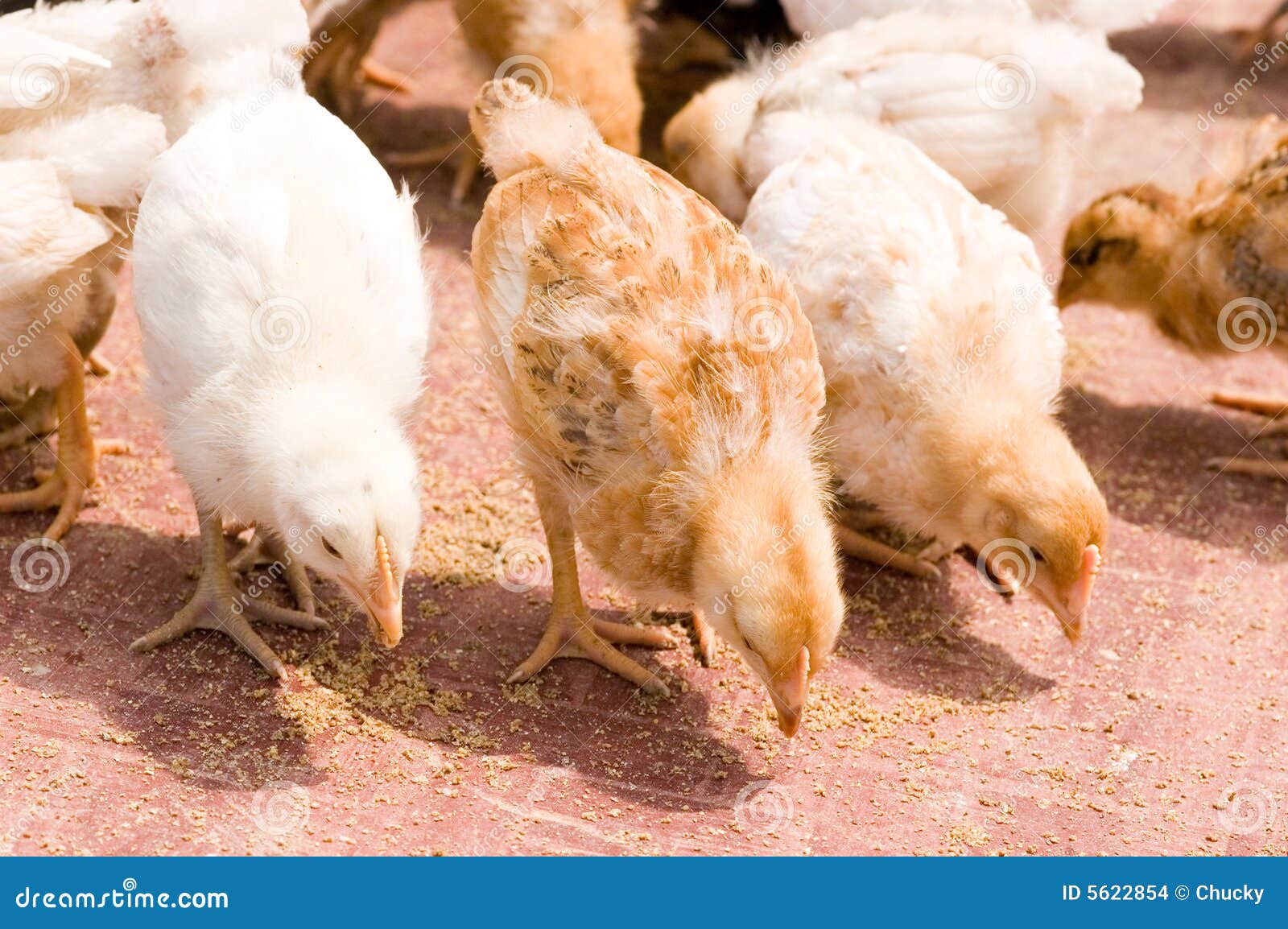 Kuiken stock foto. Image of veren, nave, dier, fauna, vogel - 5622854