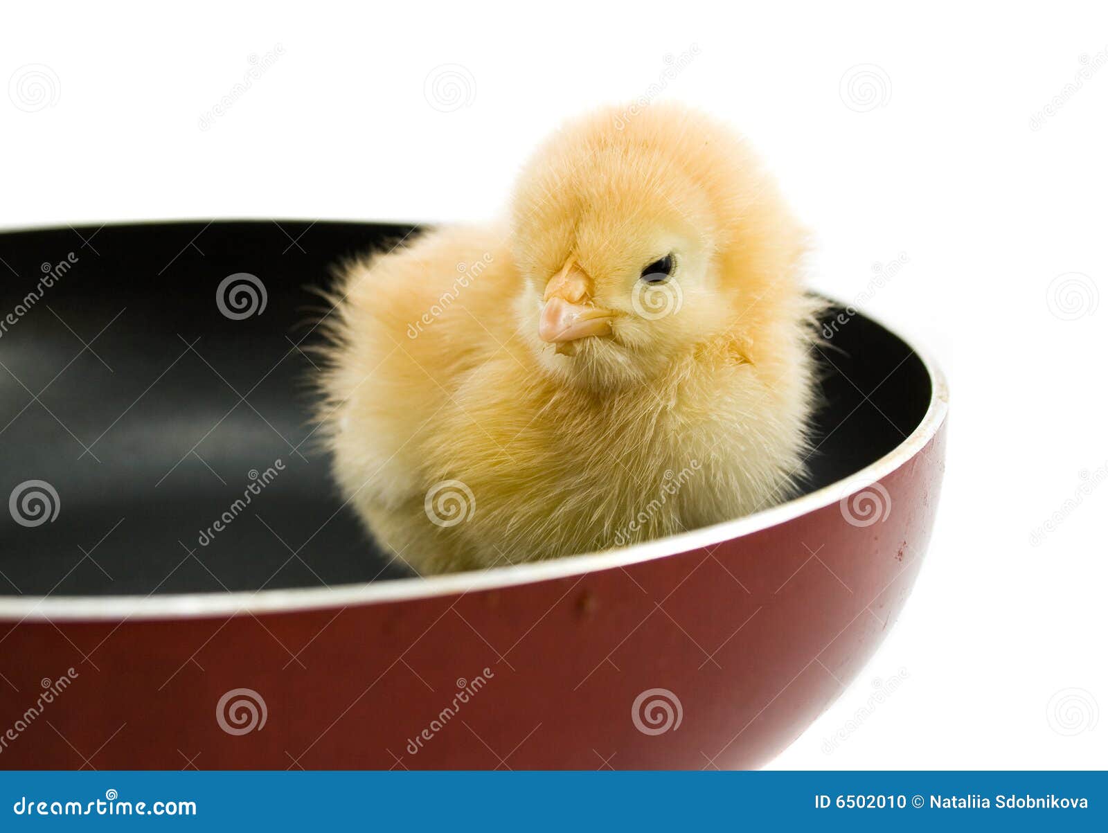 Kuiken stock foto. Image of onschuldig, ijzer, koken, leven - 6502010