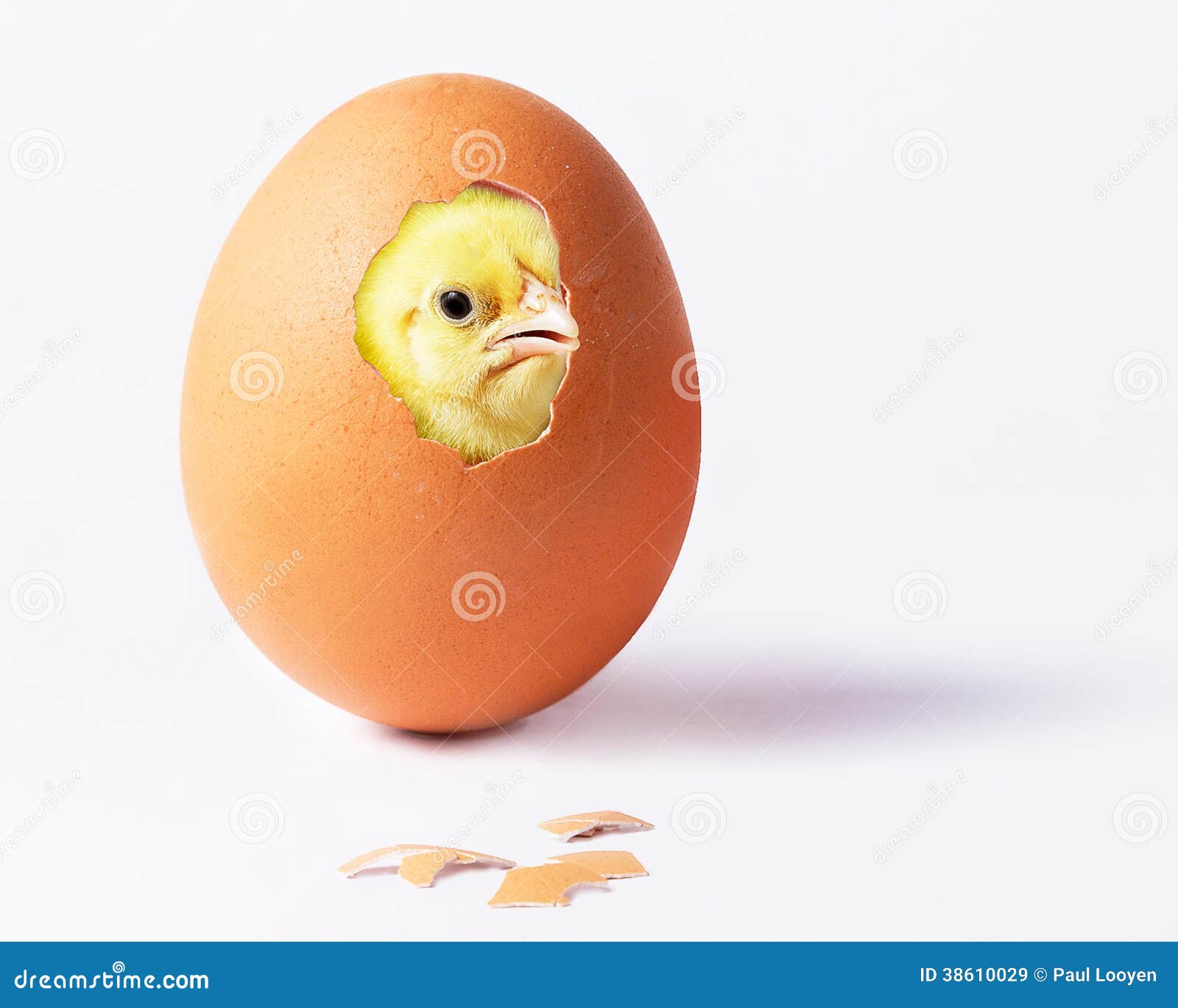 Kuiken in ei stock afbeelding. Afbeelding bestaande uit landbouwbedrijf ...