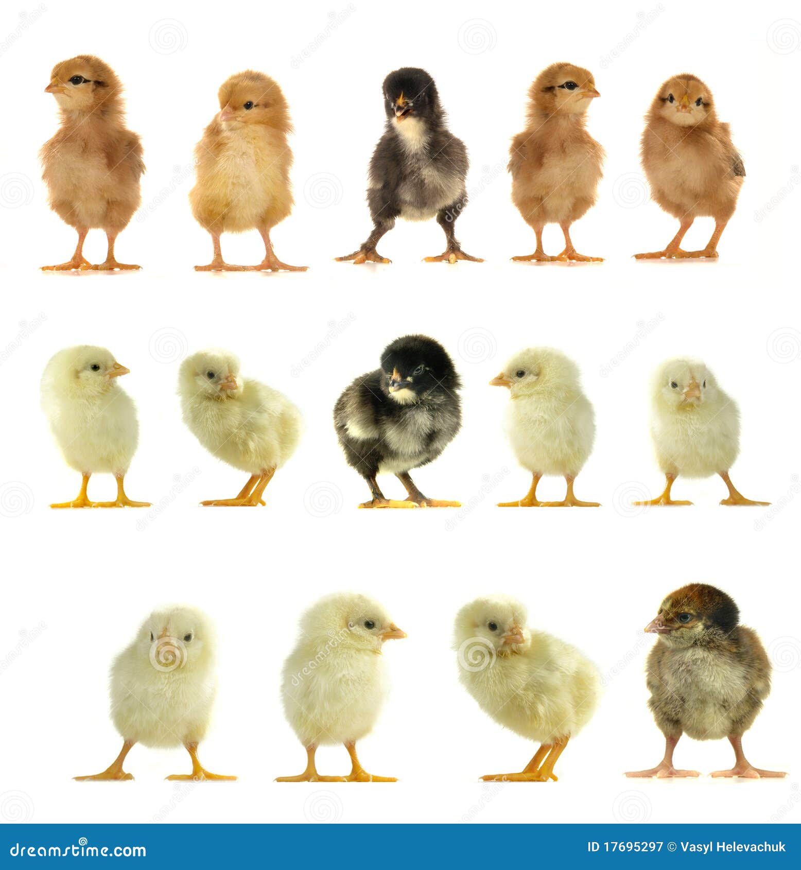 Kuikens stock afbeelding. Image of pasen, slim, kuiken - 17695297