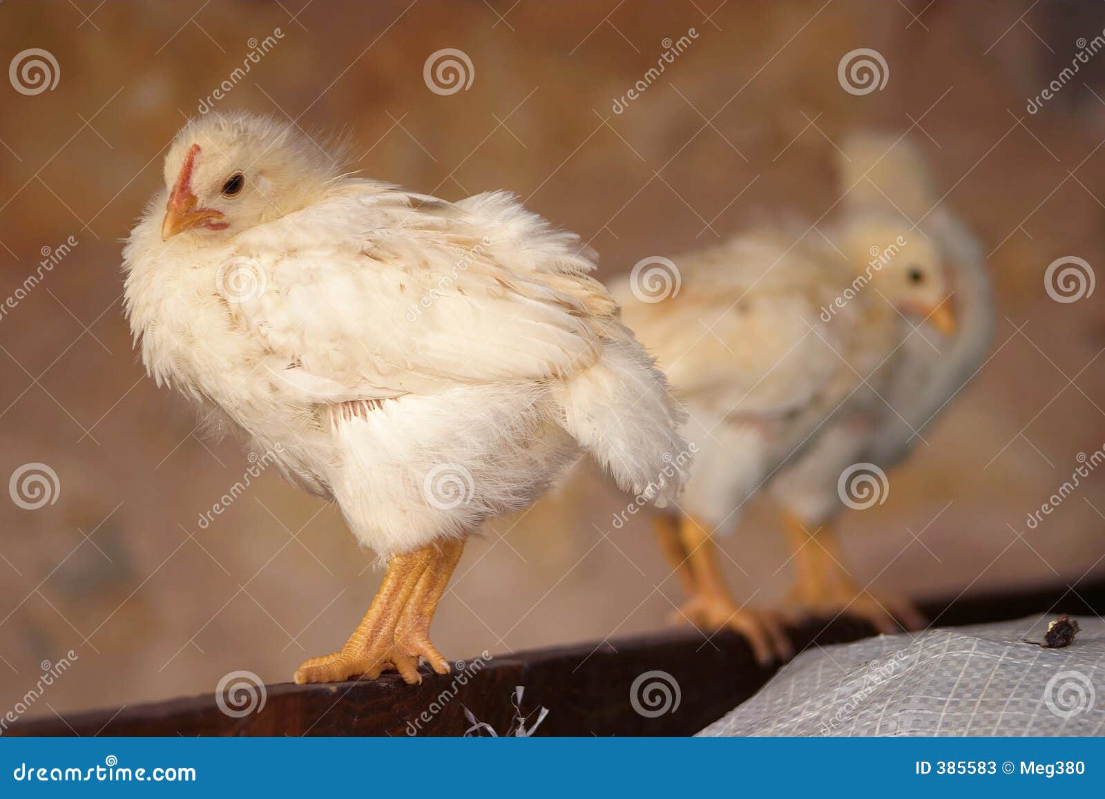Kuikens stock afbeelding. Image of baby, wild, dier, nesten - 385583