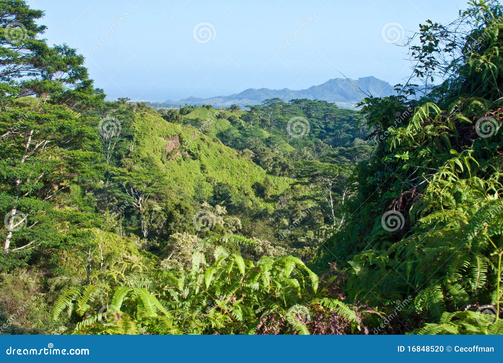 Kuilau Ridge Trail stock photo. Image of walking, wilderness - 16848520