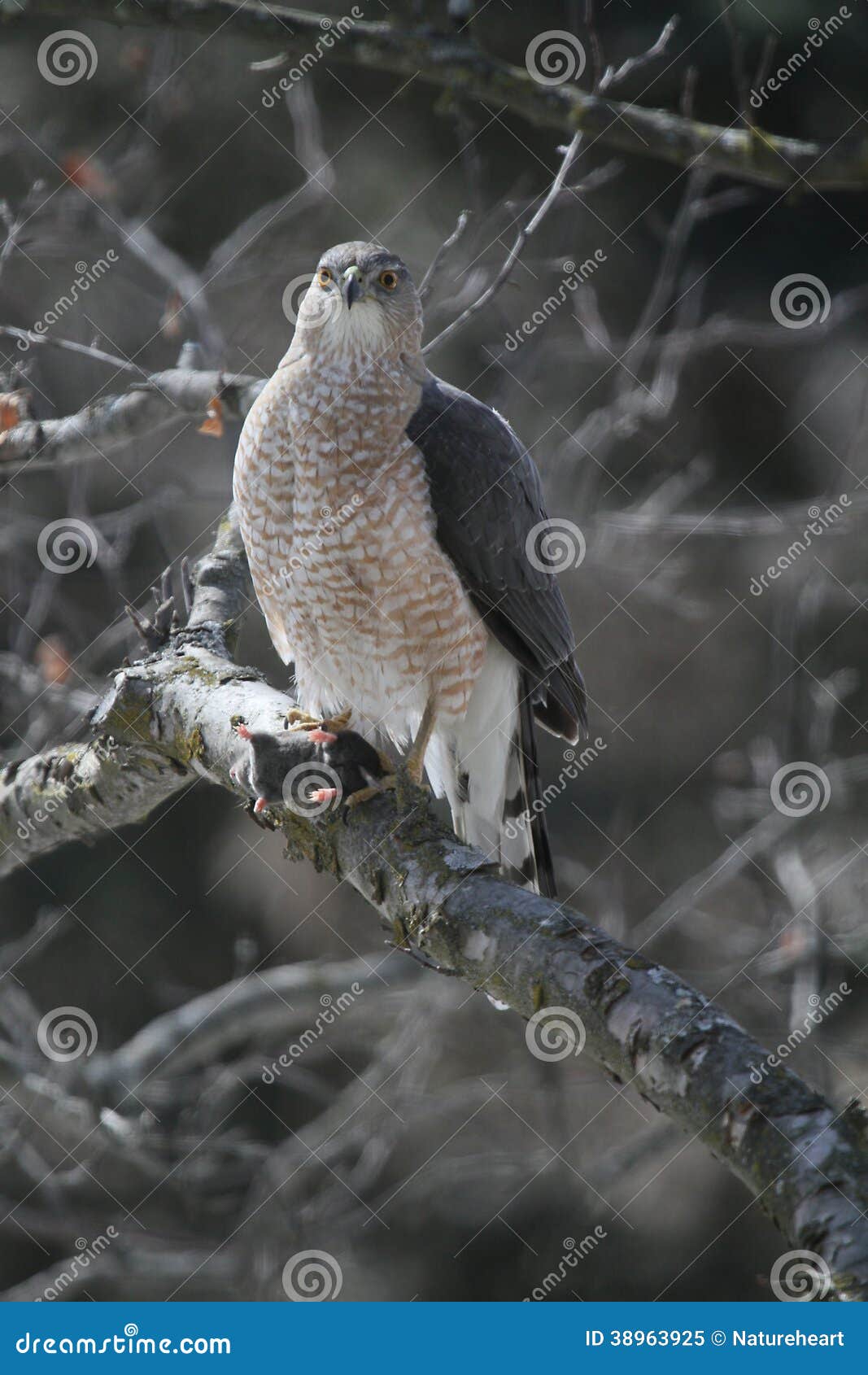 Kuipers Hawk Holding Shrew stock afbeelding. Image of knaagdier - 38963925