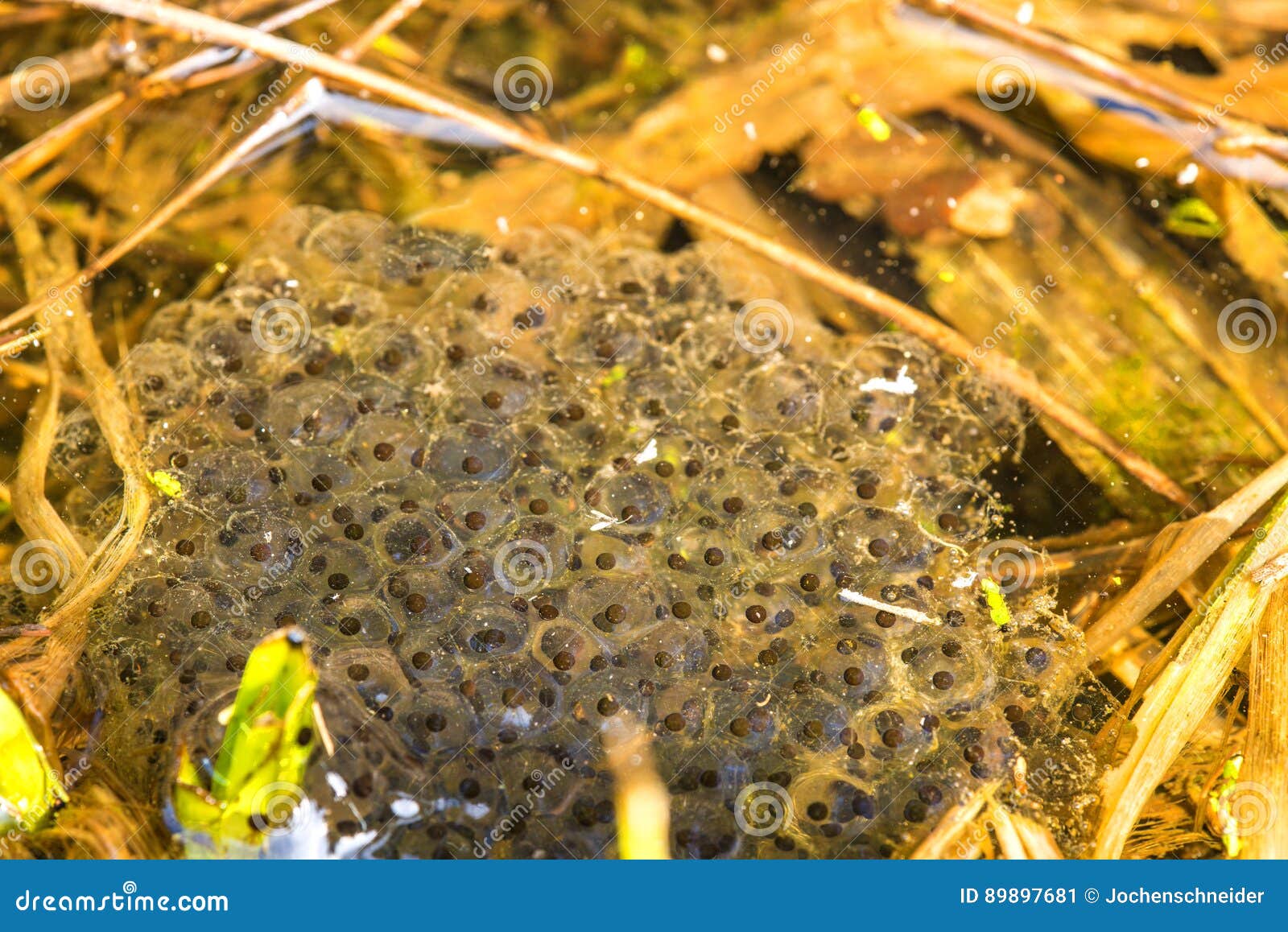 Kuit Van Een Pad in Een Vijver Stock Afbeelding - Image of hoop, macro ...