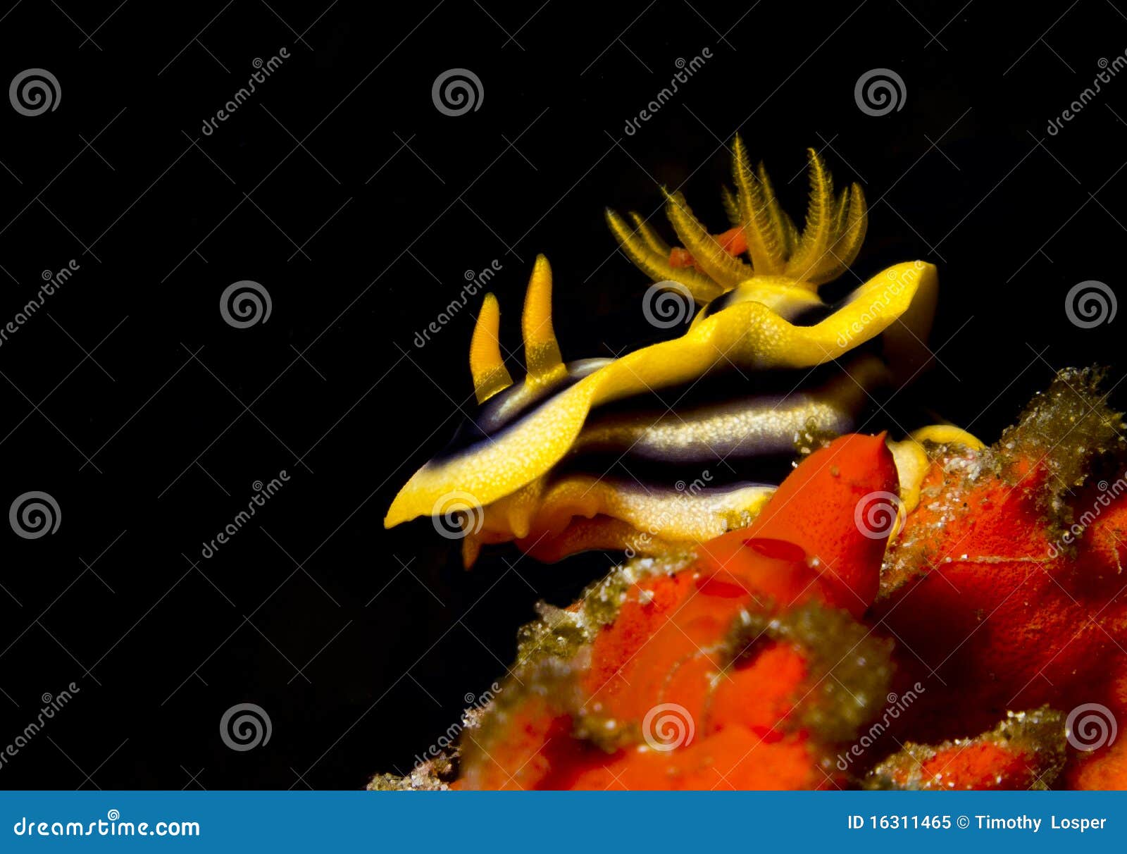 Kuiter s Chromodoris stock image. Image of nudibranch - 16311465