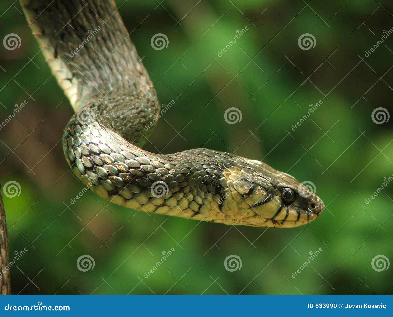 Kuja photo stock. Image du additionneur, reptile, nature - 833990