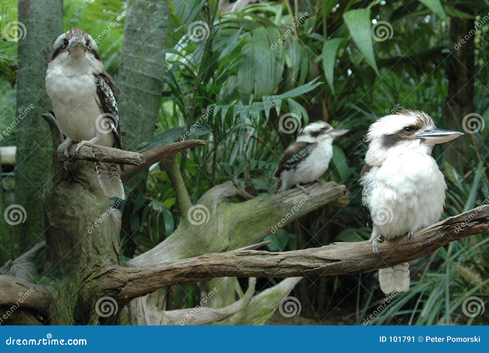 Kukabara Family stock image. Image of family, environment - 101791