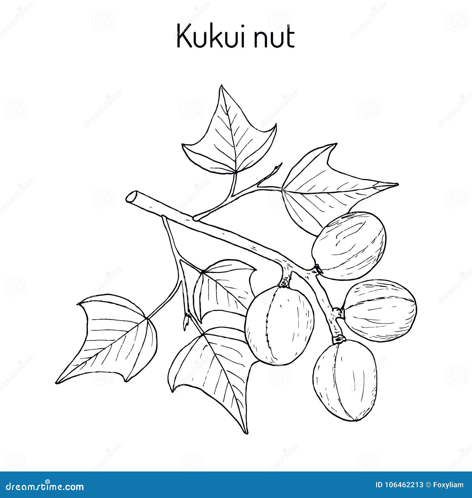 Candlenut Or Kukui Tree Aleurites Moluccana State Tree Of Hawaii Vector Illustration