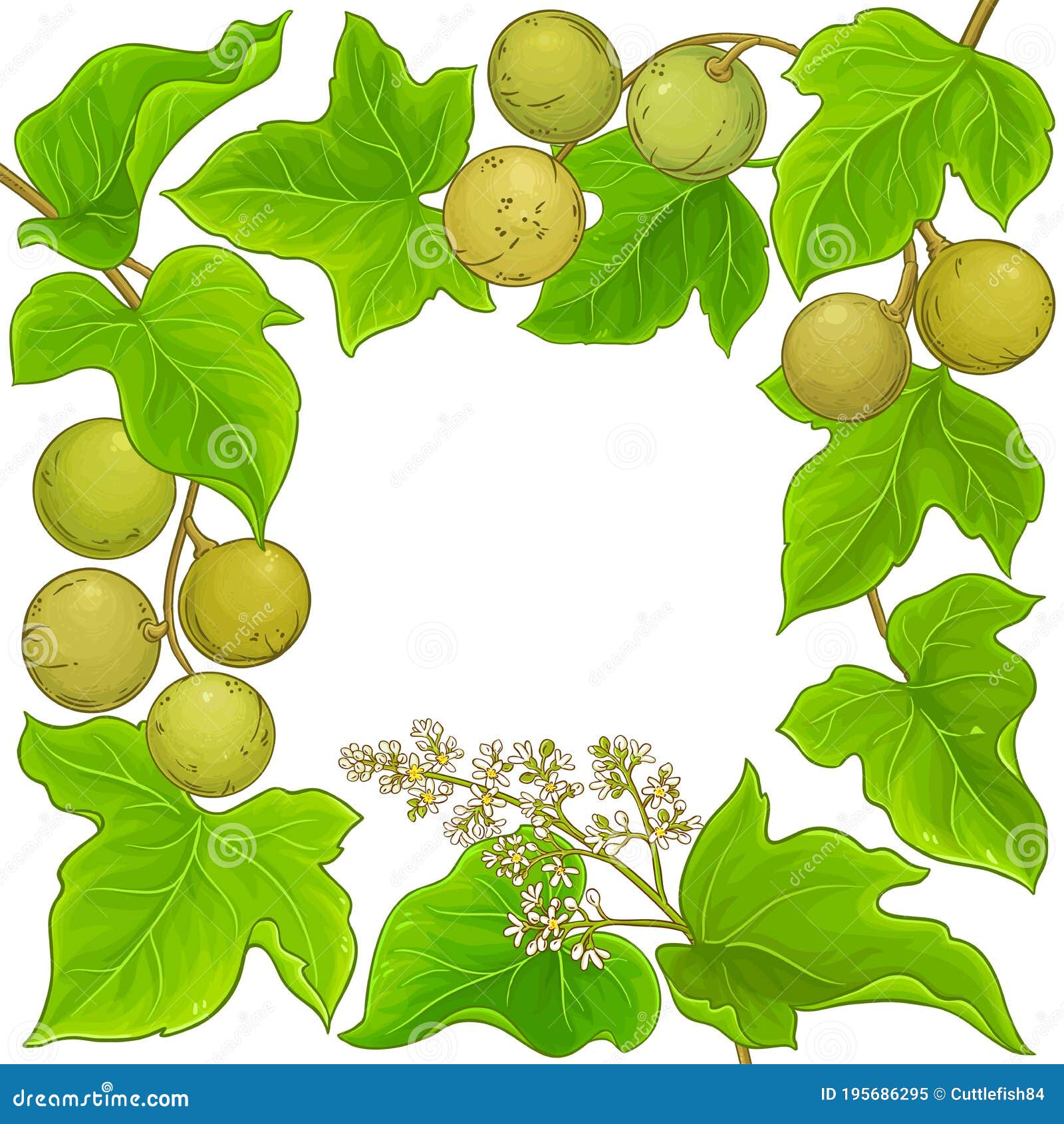 Candlenut Or Kukui Tree Aleurites Moluccana , State Tree Of Hawaii ...