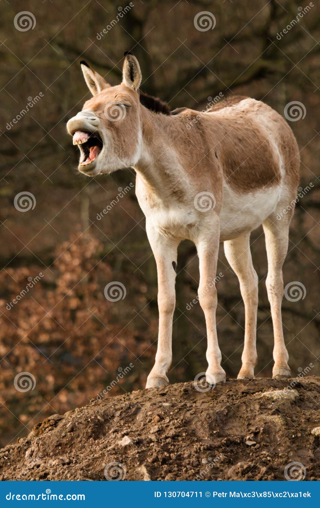 Kulan, Equus Hemionus Kulan Stock Image - Image of animals, nature ...