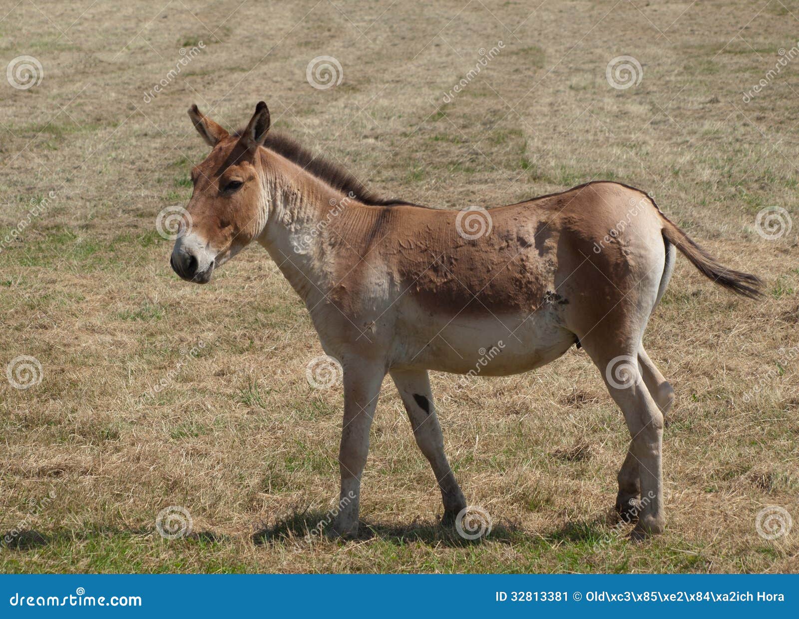 Kulan stock image. Image of donkey, ears, tame, steppe - 32813381