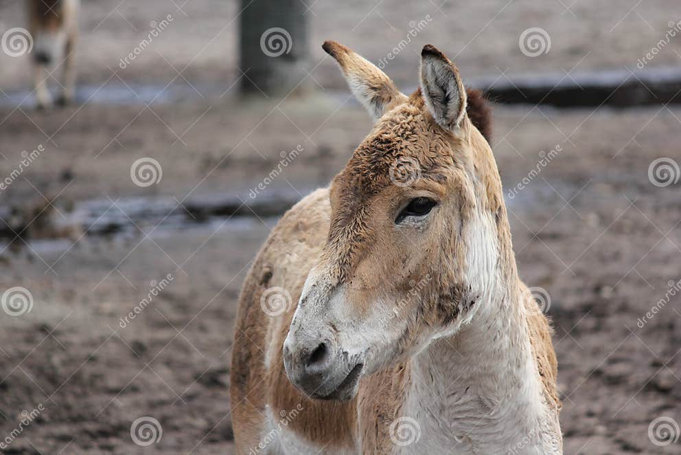 Kulan (wild horse) stock image. Image of equus, hoof - 25093643