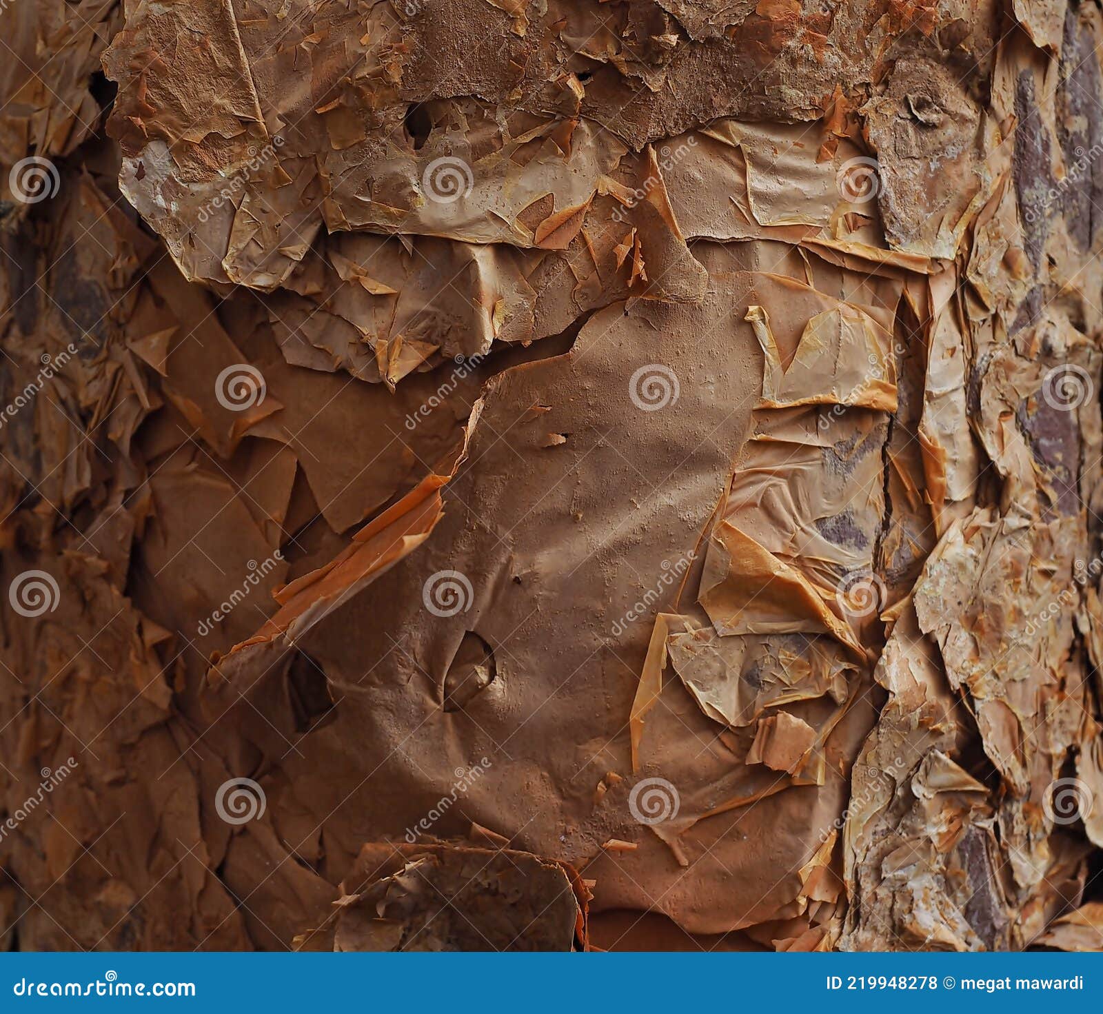 Kulit kayu foto de stock. Imagem de outono, templo, geologia - 219948278