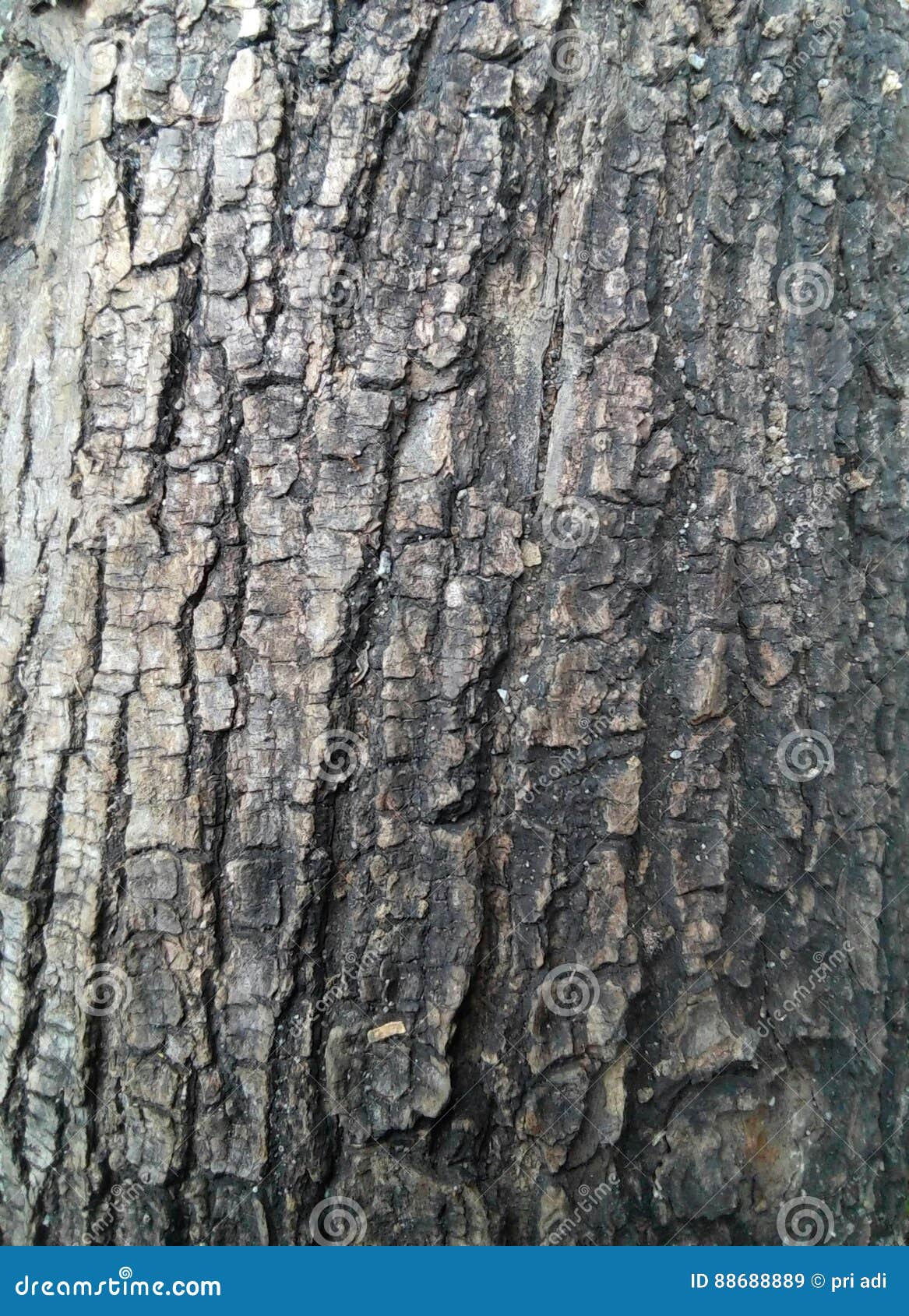 Kulit Kayu stock image. Image of wood, plant, nice, trunk - 88688889