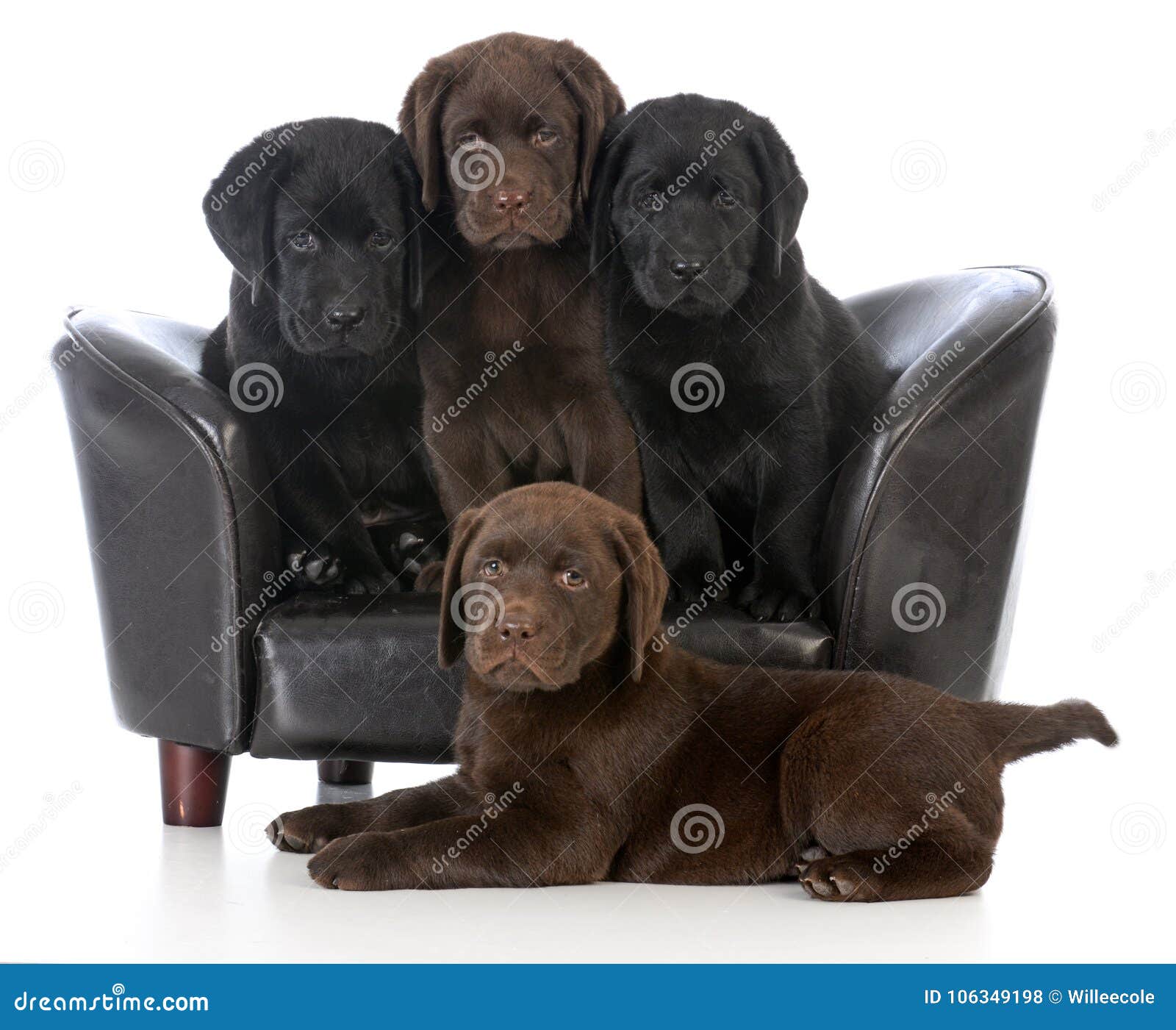 Kull Av Labrador Retriever Valpar Arkivfoto - Bild av fyra, läggande ...