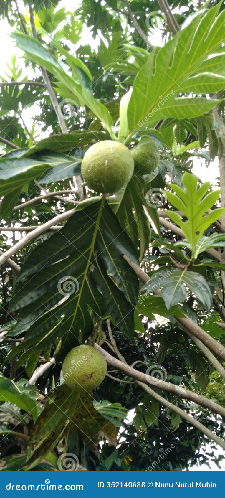 Sukun_Kulur_Ketimbul_Timbul Stock Photo - Image of evergreen, fruit ...