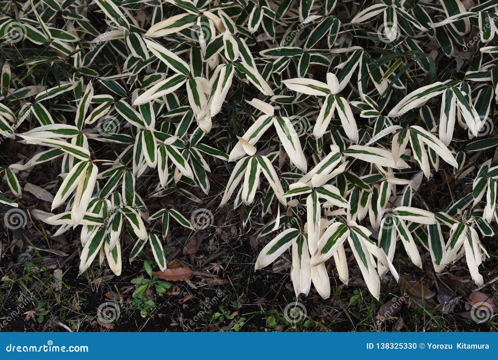 Kuma bamboo grass stock photo. Image of garden, asian - 138325330