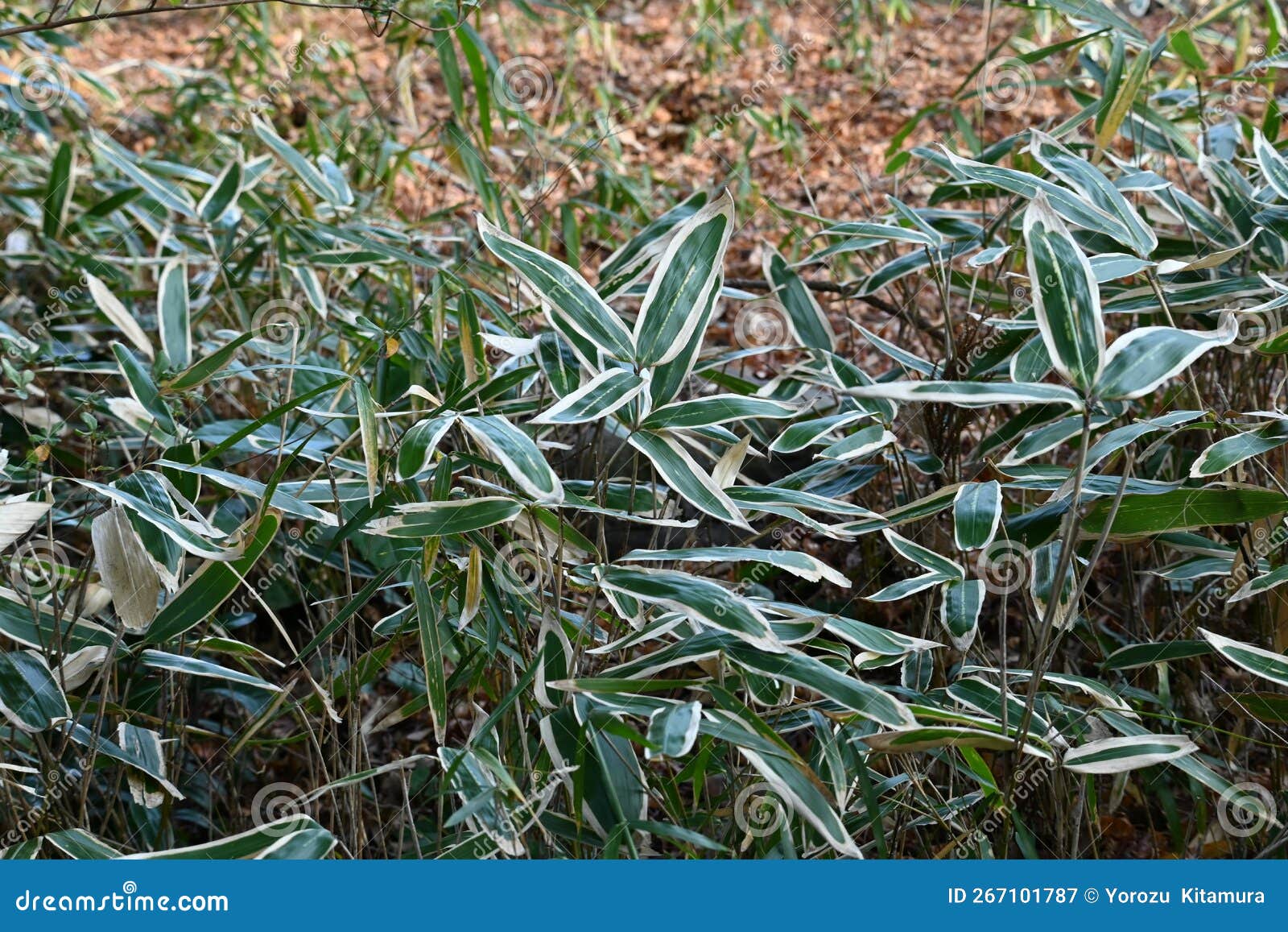 Kuma Bamboo Grass Sasa Veitchii. Stock Image - Image of leaves, forest ...