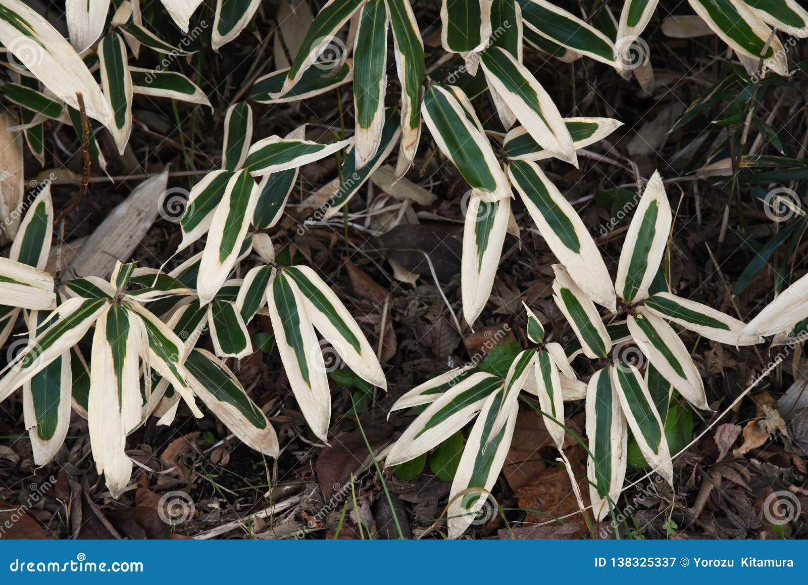 Kuma bamboo grass stock image. Image of environment - 138325337