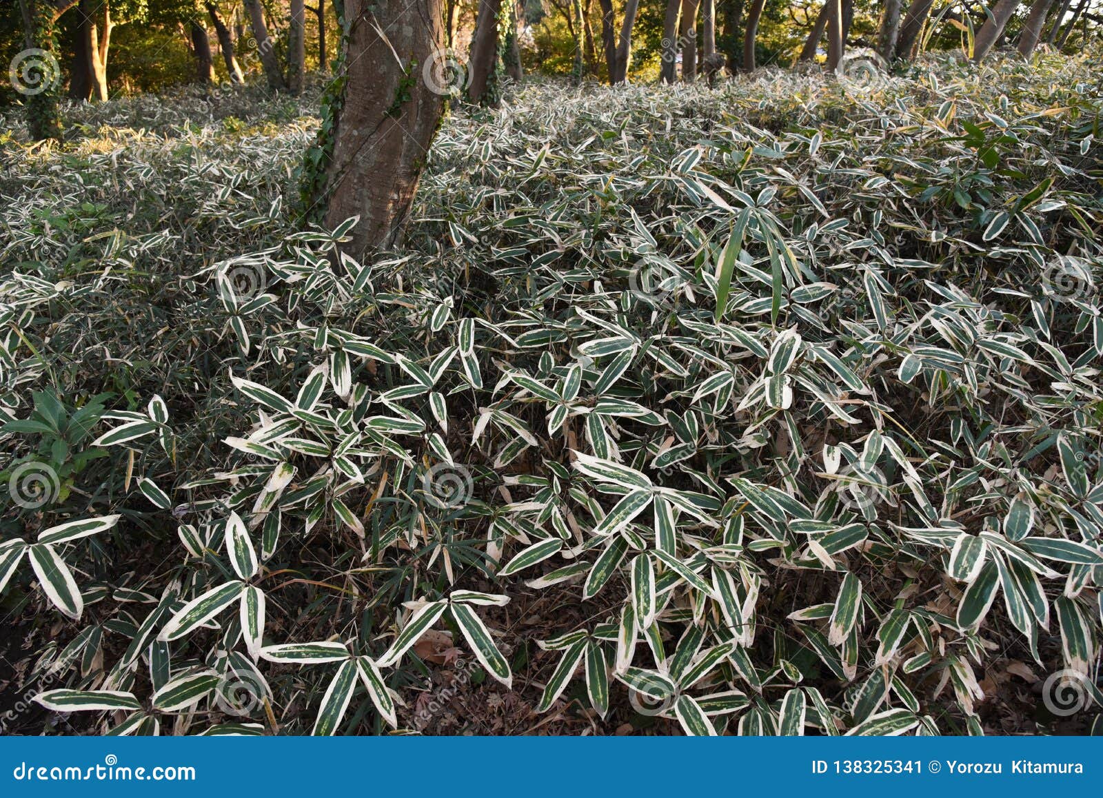 Kuma bamboo grass stock image. Image of natural, isolated - 138325341