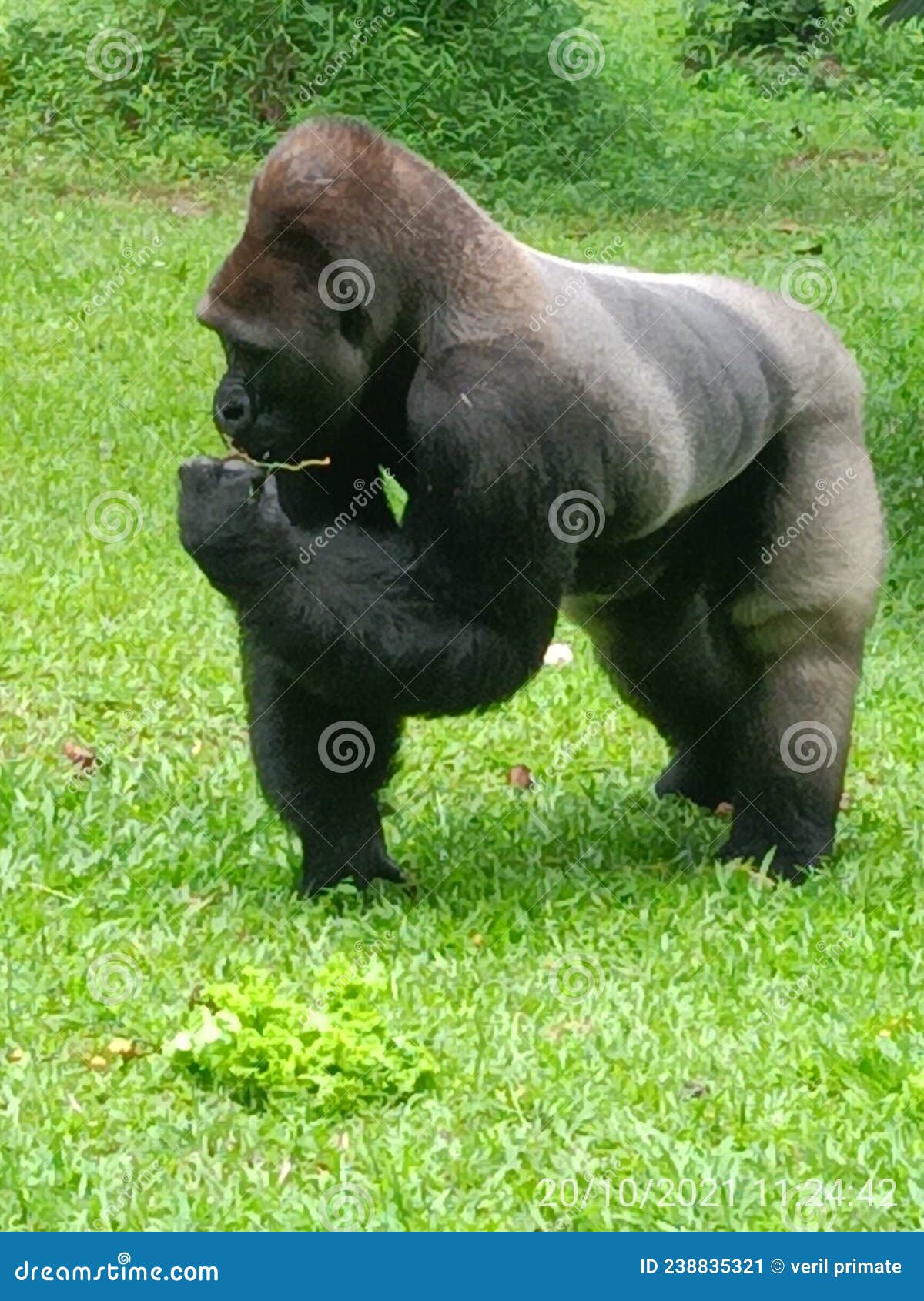 Kumbo Gorilla on Primate Centre Ragunan Zoo Stock Image - Image of ...