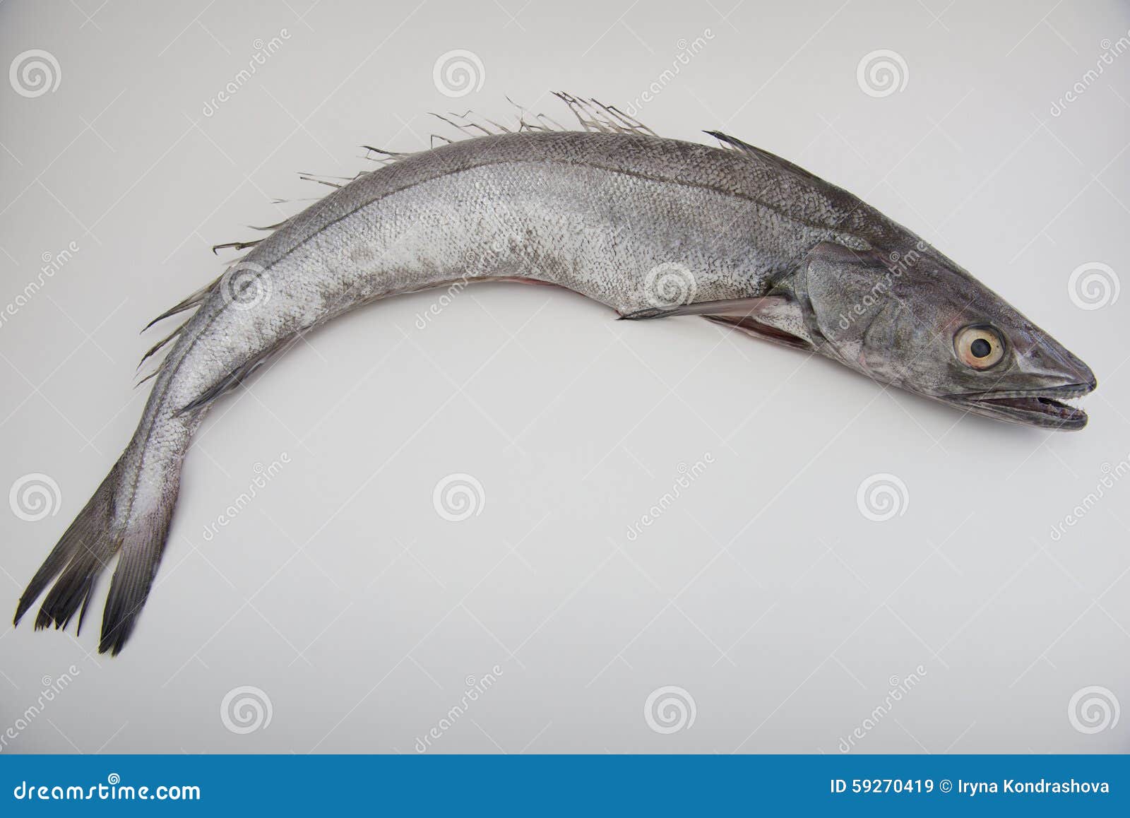 Kummelfisk fotografering för bildbyråer. Bild av nytt - 59270419