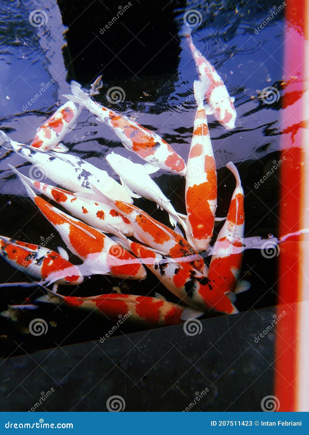 Kumpulan Ikan Koi stock image. Image of fish, pond, ikan - 207511423