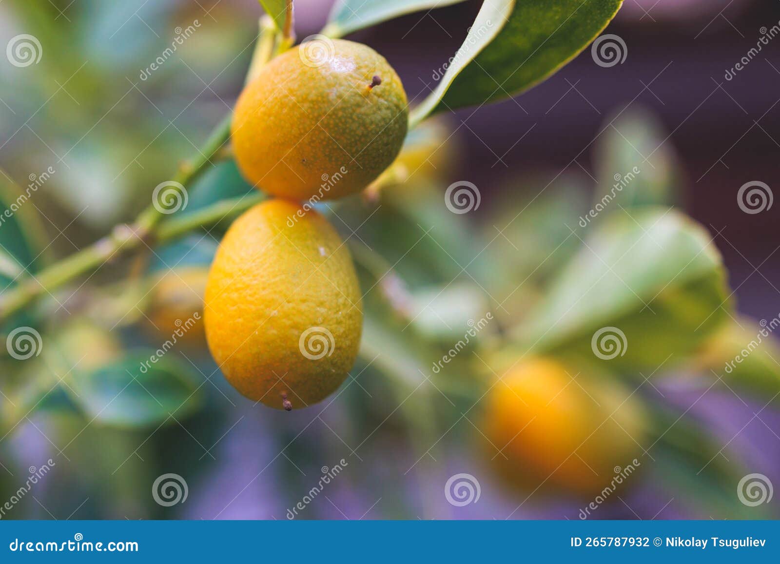 Kumquat Fruit Tree Branches Growing In Corfu Island Greece Ionian