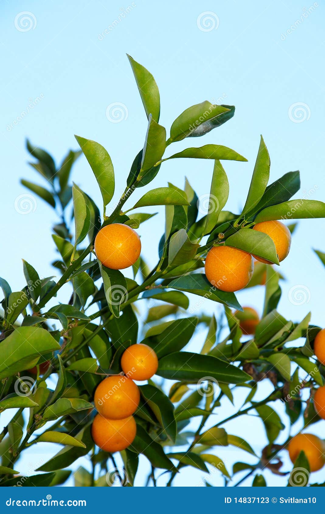 Kumquat tree stock image. Image of produce, juicy, snack - 14837123