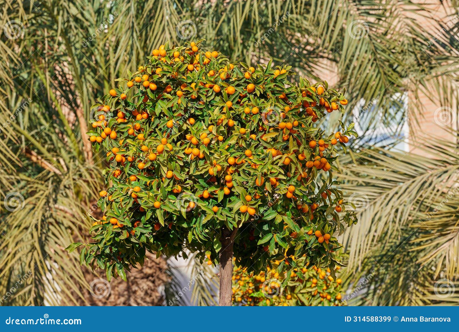 Kumquat Trees Loaded with Fruits Stock Image - Image of autumn, farm ...