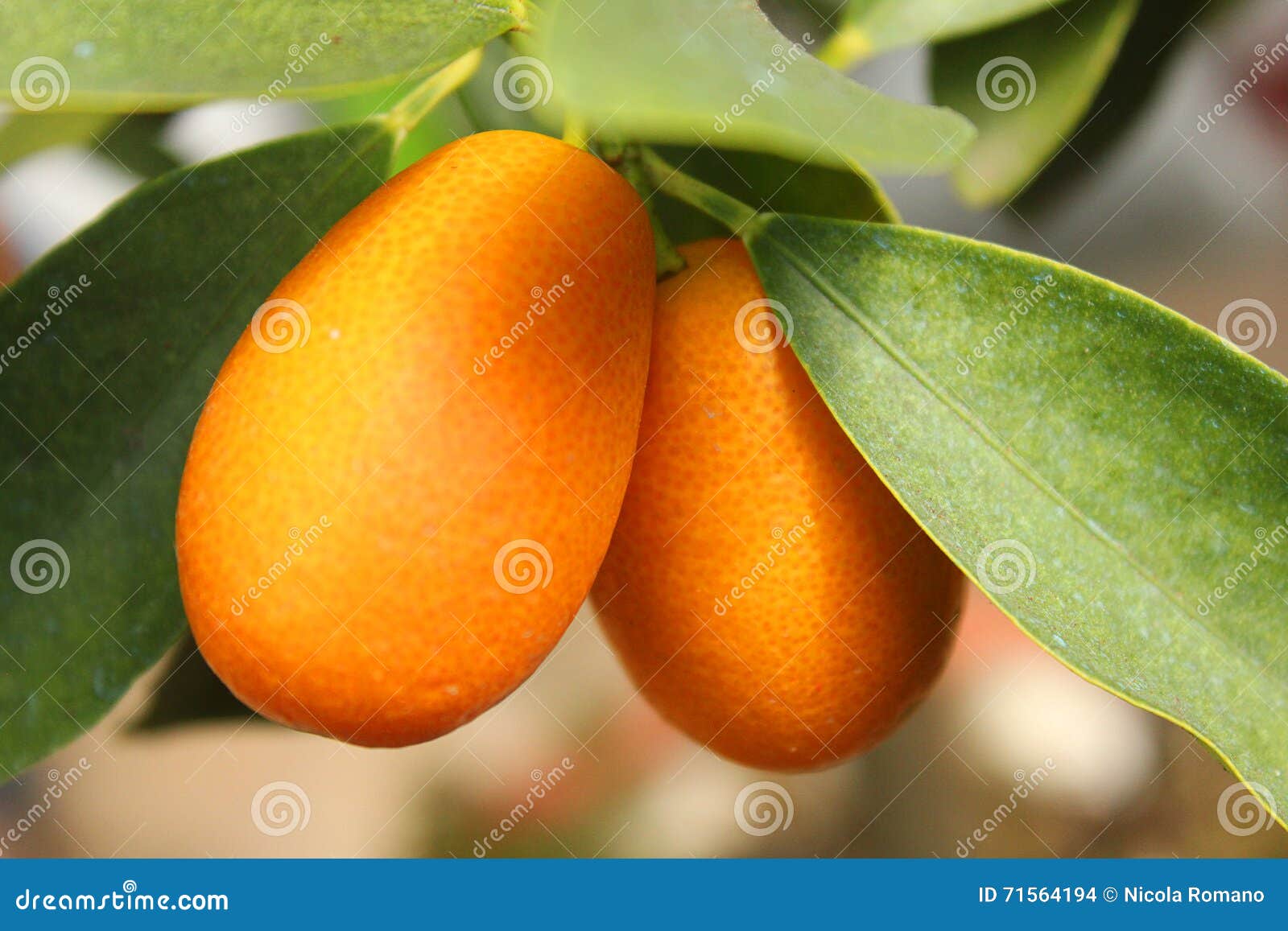 Kumquats on the tree stock photo. Image of plant, vegetation - 71564194