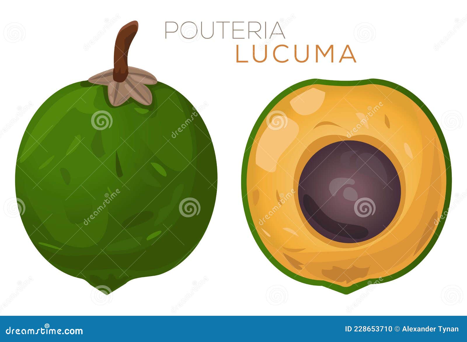 Illustration of Lucuma. Fresh Lucuma Fruit Stock Vector - Illustration ...