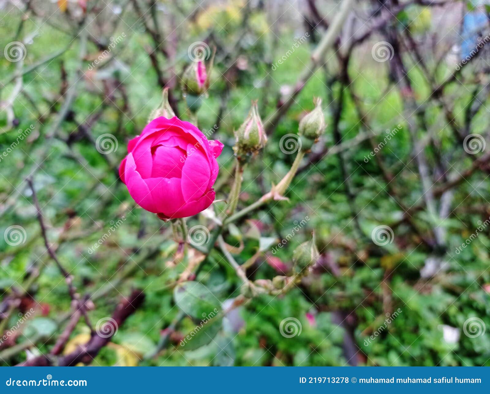 Kuncup Bunga Mawar Stock Photos - Free & Royalty-Free Stock Photos from Dreamstime