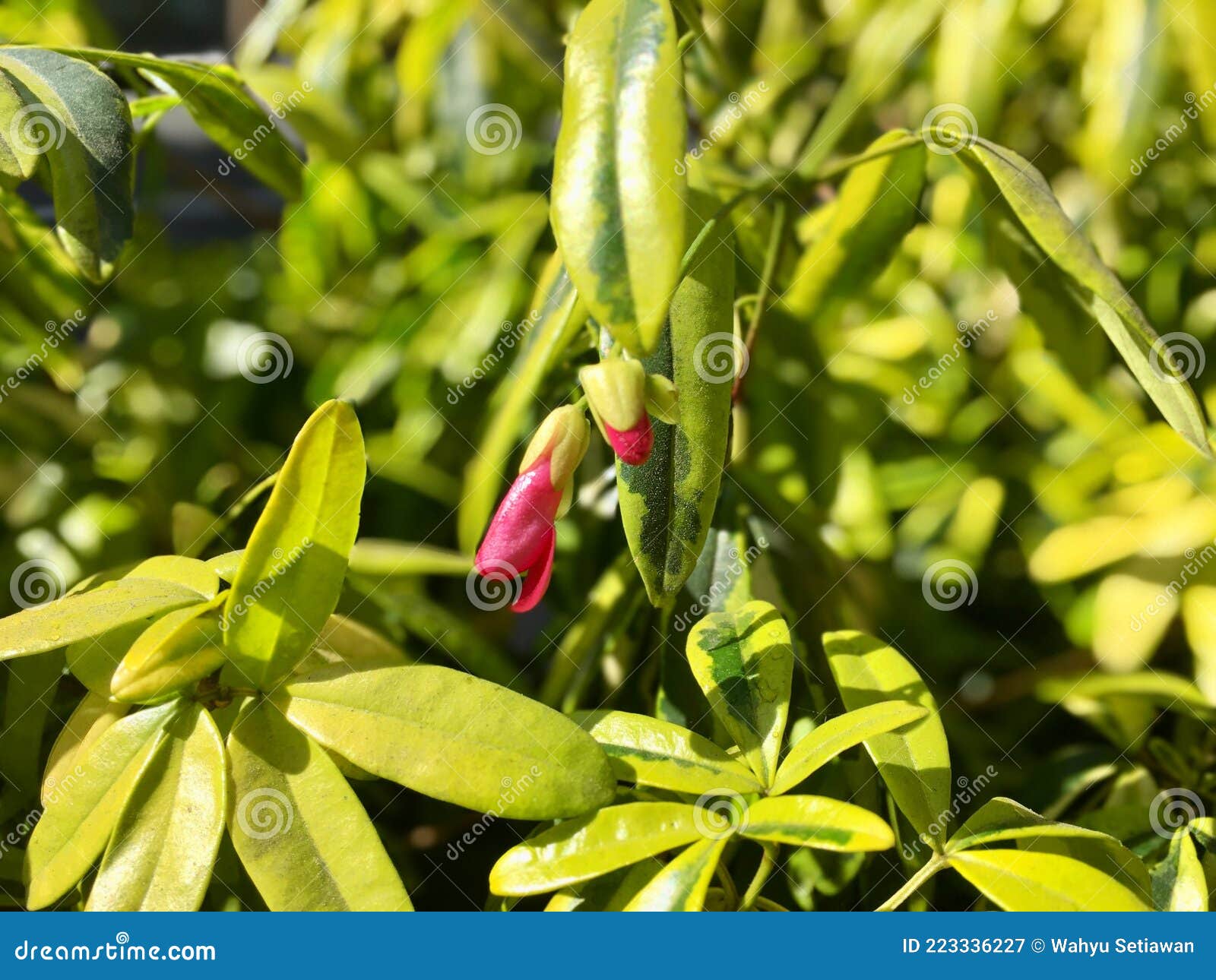 Kuncup bunga stock image. Image of kuncup, bunga, yang - 223336227