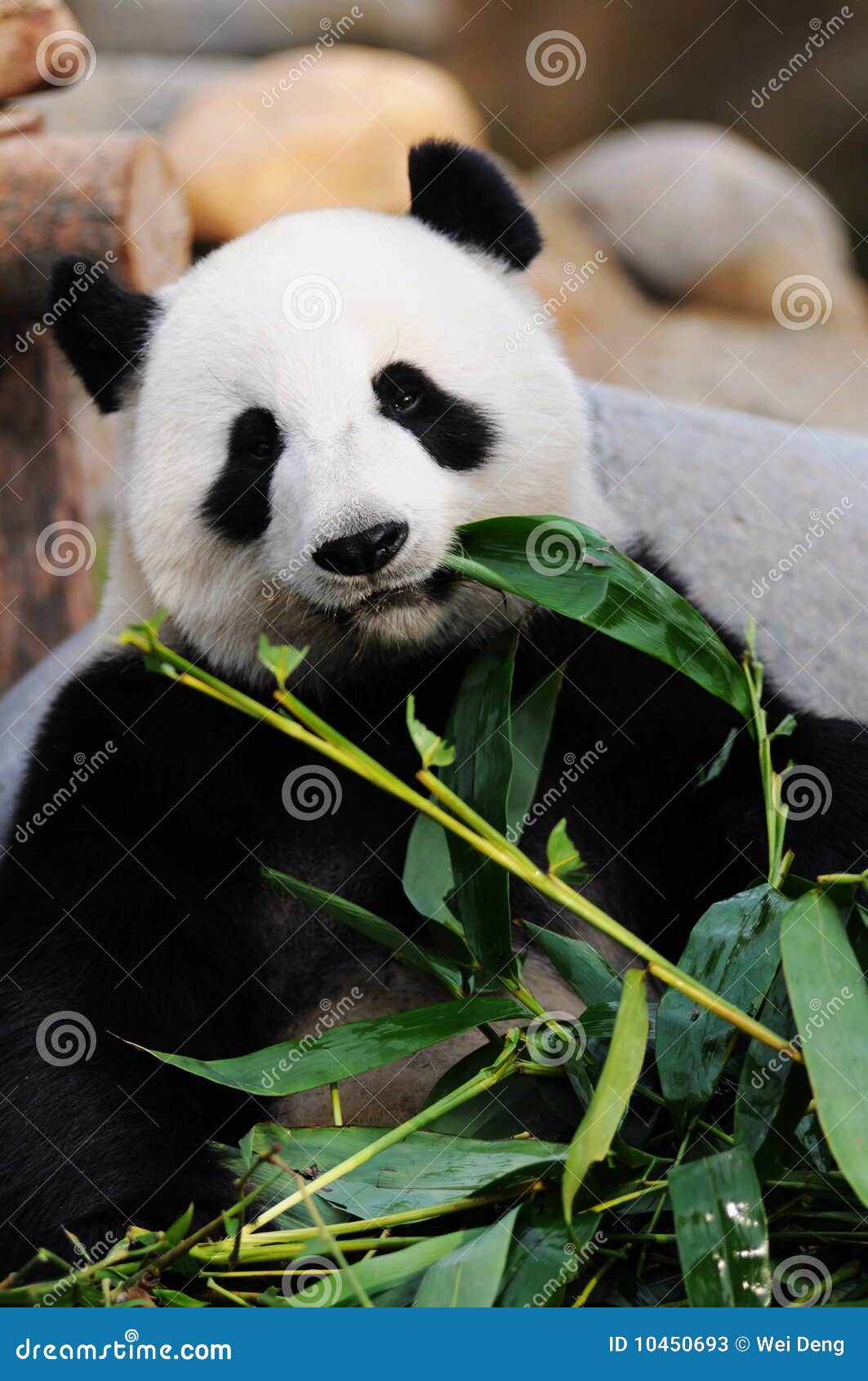 Kunfu panda!!! stock image. Image of hongkong, panda - 10450693