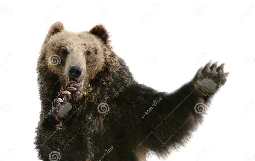 Kung-fu Bear stock image. Image of fluffy, ferocious, cute - 6663857